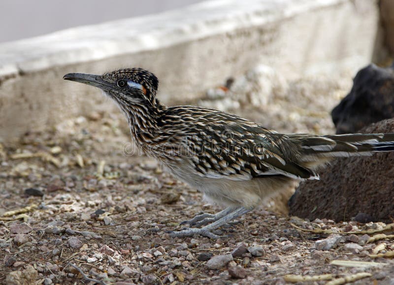 Roadrunner bird stock photo. Image of roadrunner, bird - 53326070