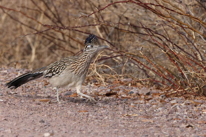 Roadrunner Bosque Del Apache Wildlife Refuge in New Mexico Stock Image ...