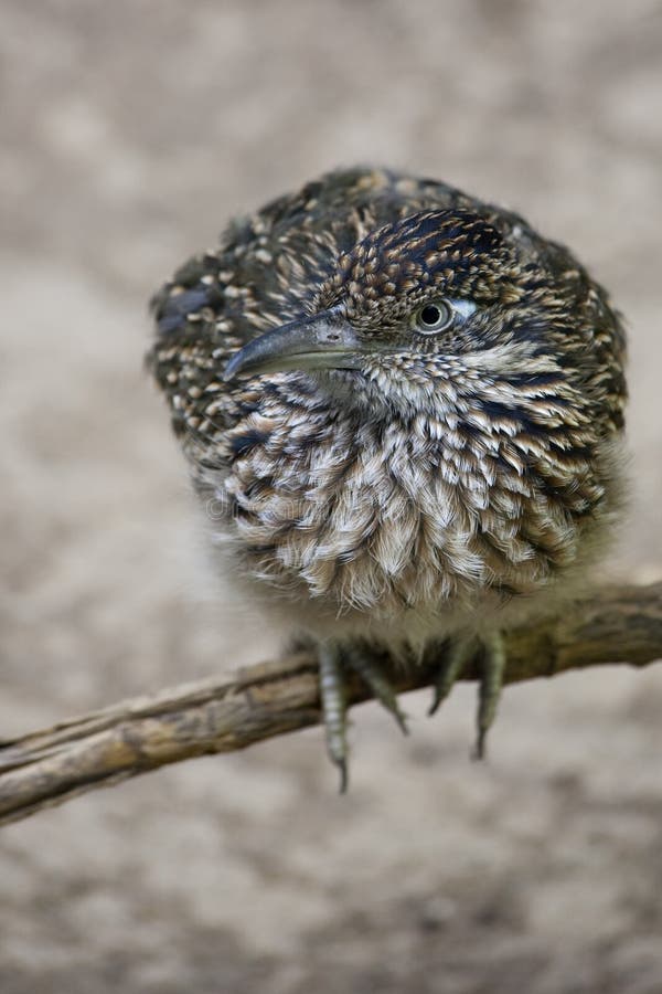 Roadrunner on branch stock photo. Image of feather, blijdorp - 11681292