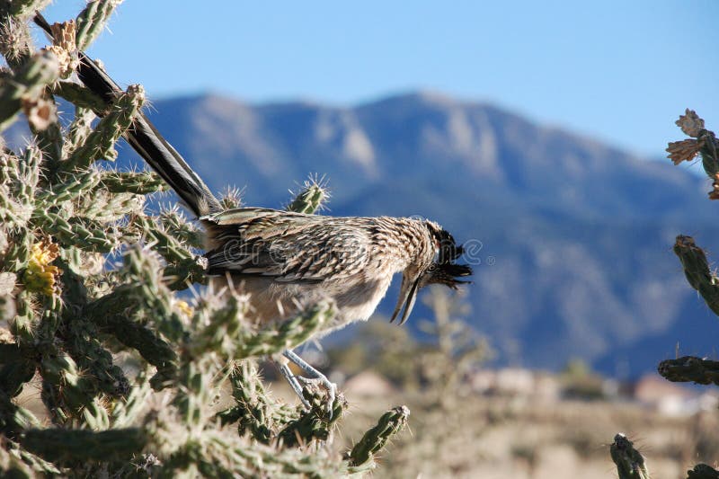 Roadrunner in Cactus stock image. Image of beak, cactus - 50534299