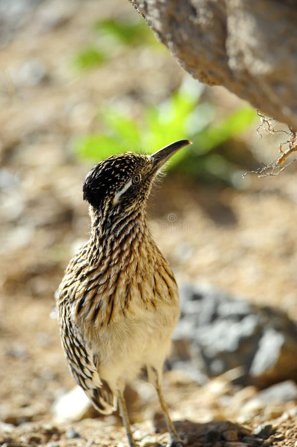 Birds in flight stock image. Image of action, banded - 26867473