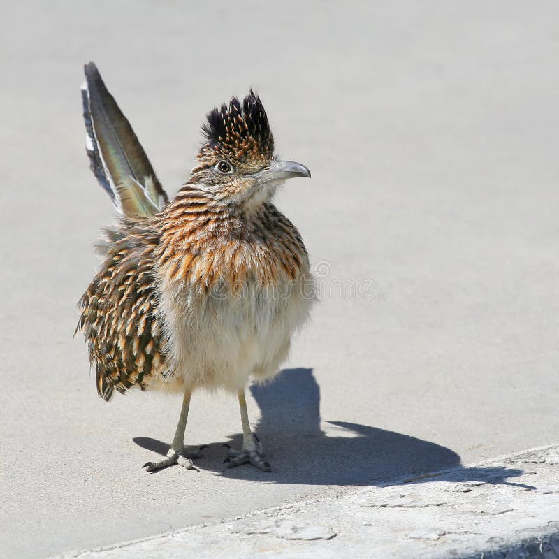 Greater Roadrunner Bird stock photo. Image of feather - 12929792