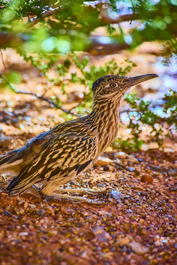 Roadrunner in Desert Habitat Moapa Valley Eye-Level View Stock Photo ...