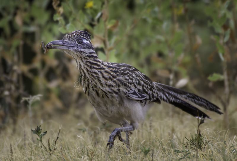 Roadrunner Eating a Bird stock image. Image of roadrunner - 63932315
