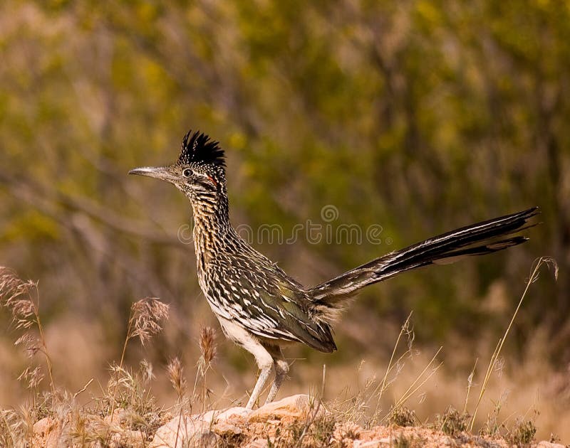 Roadrunner hunting at dusk stock image. Image of profile - 9457615