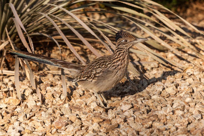 Roadrunner with Prey in Beak Stock Photo - Image of arizona, animal ...