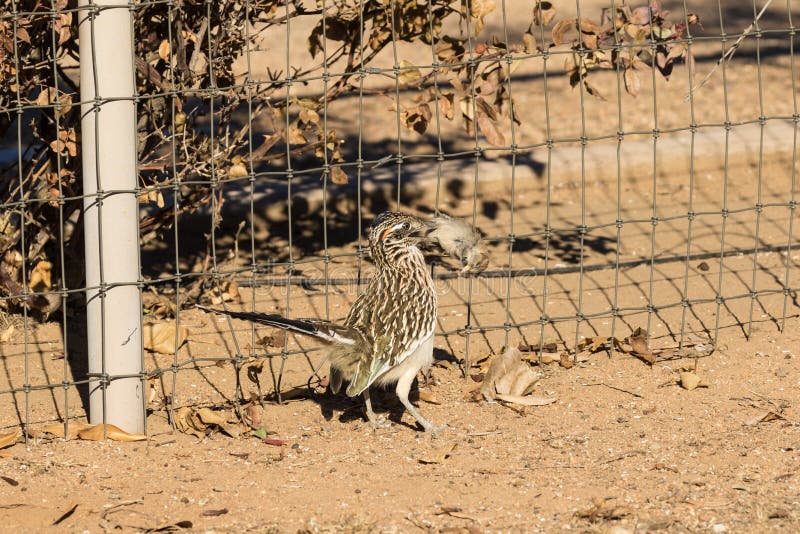 Roadrunner with Prey in Beak Stock Photo - Image of arizona, animal ...