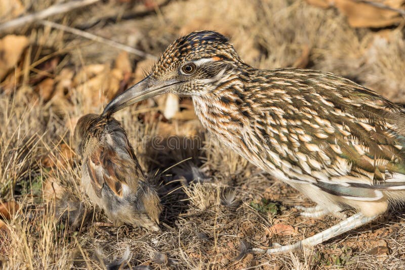 Roadrunner with prey stock photo. Image of wildlife, animal - 63932388