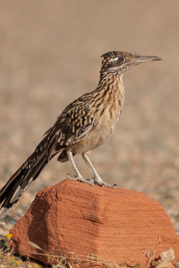 1,755 Roadrunner Stock Photos - Free & Royalty-Free Stock Photos from ...