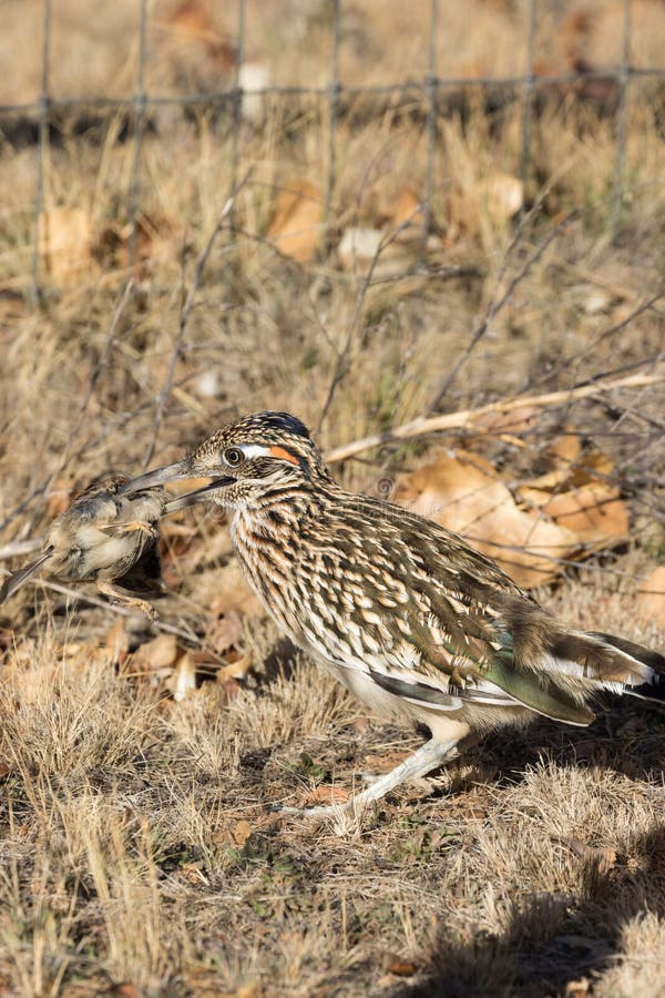 Roadrunner Eating a Bird stock image. Image of roadrunner - 63932315