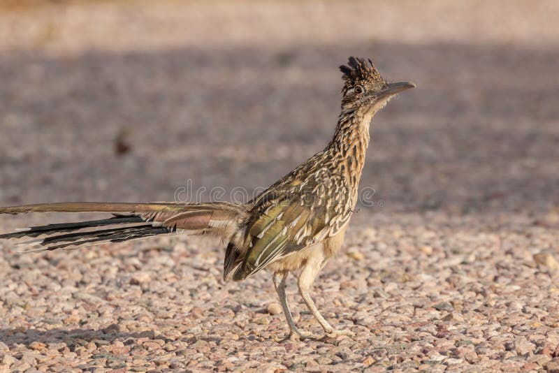 Roadrunner Standing stock image. Image of cuckoo, nature - 62265249