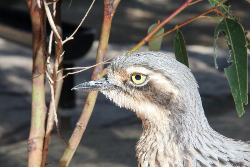 Roadrunner stock photo. Image of brown, avian, branch - 101595608