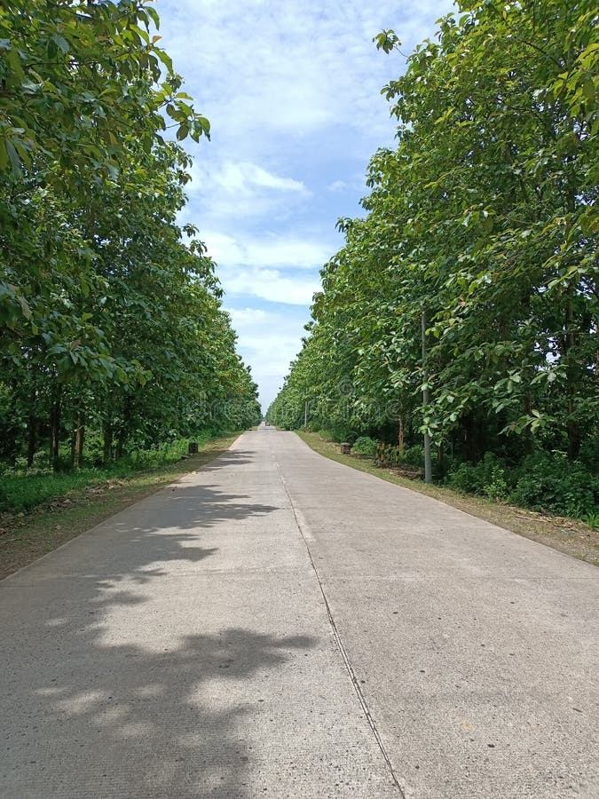Roads with Beautiful Scenery Full of Trees Stock Photo - Image of ...