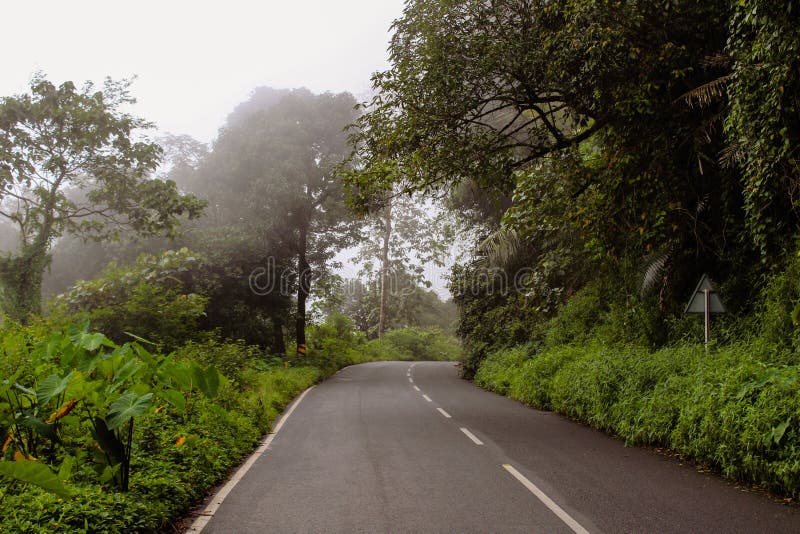 Roads between forest stock image. Image of highway, nature - 188789435