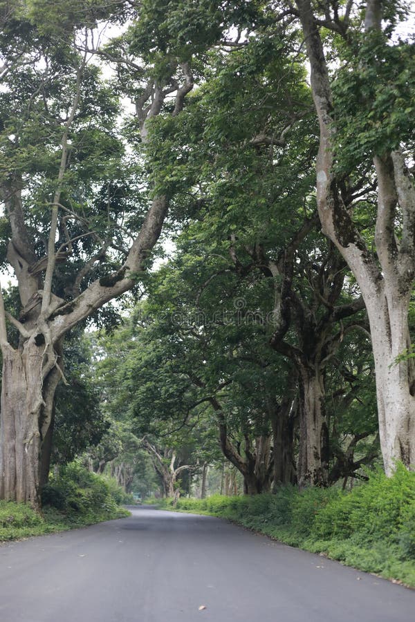 Roads in a forest stock photo. Image of athirapally - 246147684
