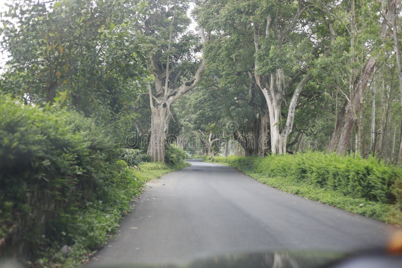 Roads in a forest stock photo. Image of environment - 246147644