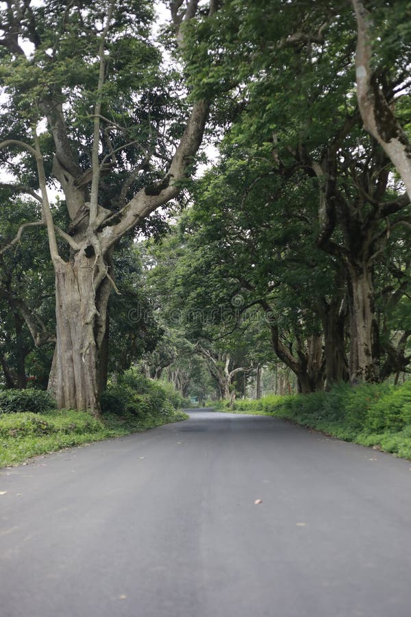 Roads in a forest stock image. Image of green, india - 246147691