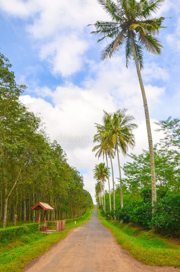 Roads, Java, Indonesia stock image. Image of rubber, plantations - 75169675