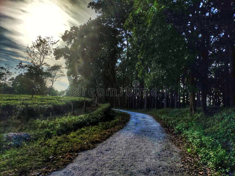 Roads Somewhere Inside the Forest Stock Photo - Image of forest, inside ...