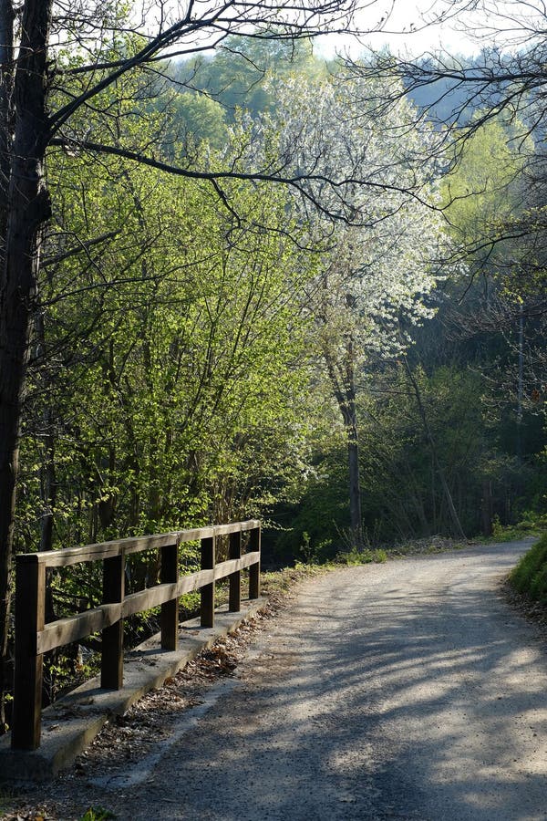 Roads in the spring woods stock photo. Image of plant - 115645170