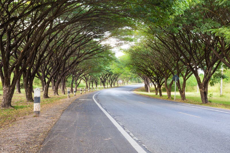 Roads with tree tunnel stock photo. Image of roads, autumn - 63705854