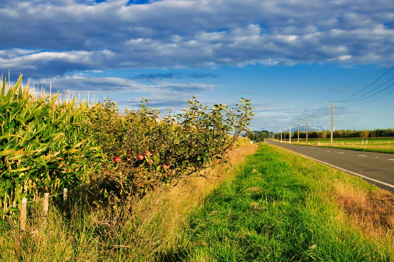 Roadside Apple Tree stock image. Image of roadside, road - 368139727