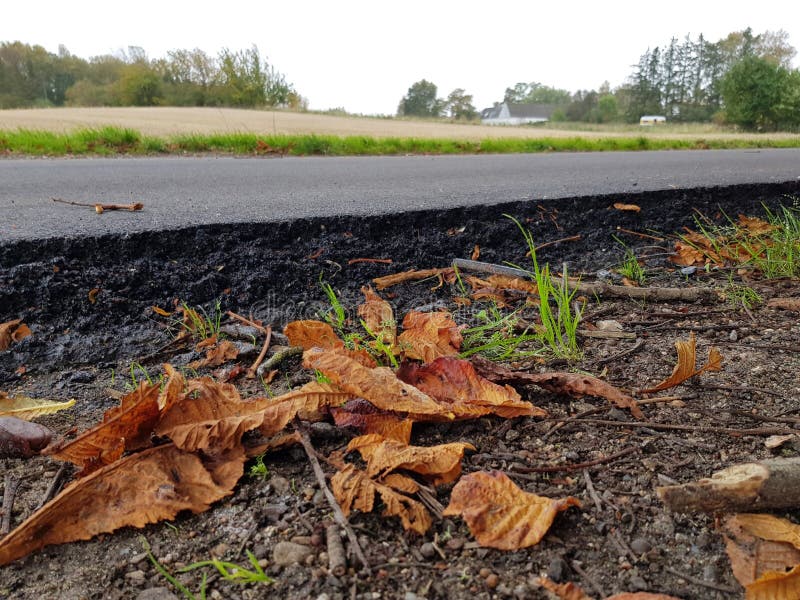 Leaf by the road stock image. Image of brown, road, roadside - 122383791