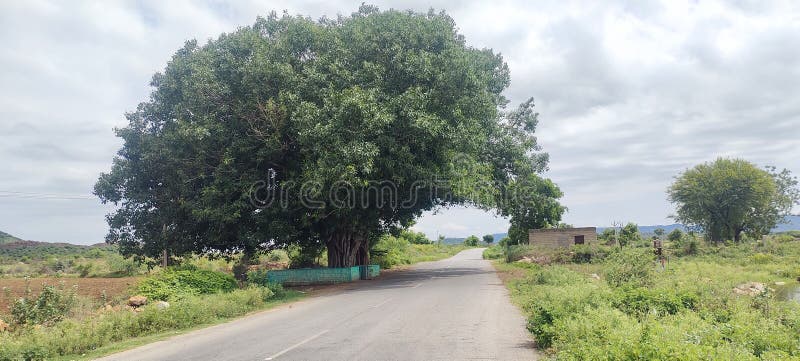 Roadside Big trees stock image. Image of garden, neighbourhood - 223958673