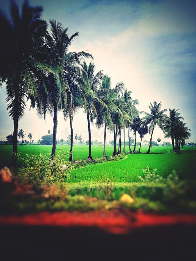 Roadside Coconut Trees in Rural Areas in India Stock Image - Image of ...