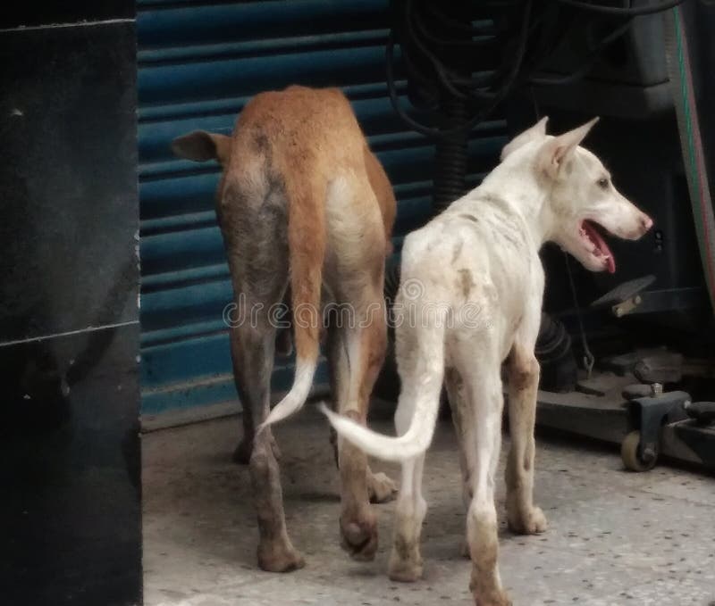 Roadside Dogs stock image. Image of roadside, twodogs - 119313655