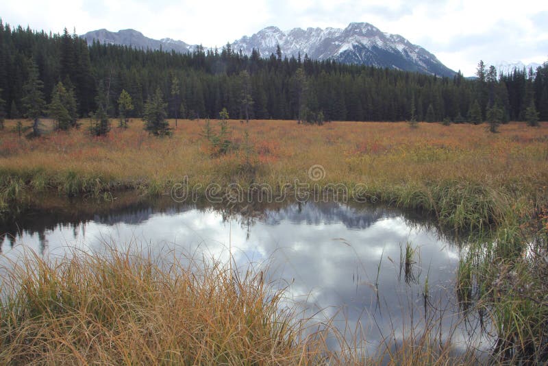 Roadside during a Drive through the Park. Peter Lougheed Provincial ...