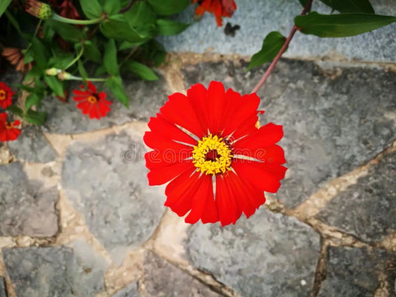 The roadside flowers stock image. Image of nature, plant - 221527873