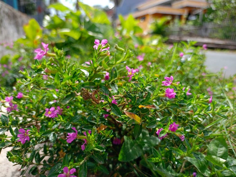 Roadside Flowers with Simple Colors Stock Photo - Image of simple ...