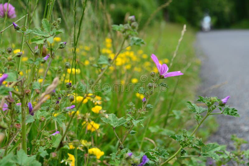 Roadside flowers stock image. Image of leaf, herb, environment - 73983635