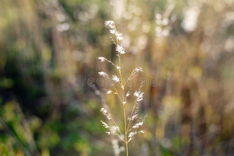 Roadside Flowers, Wild Flowers, Light and Shadow, Sunset Stock Image ...