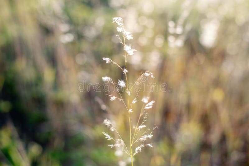 Roadside Flowers Wild Light Shadow Sunset Stock Photos - Free & Royalty ...