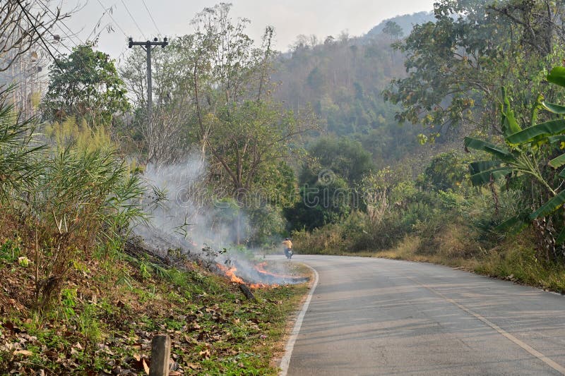 The Roadside of a Forest Road with Many Pine Needles on the Background ...