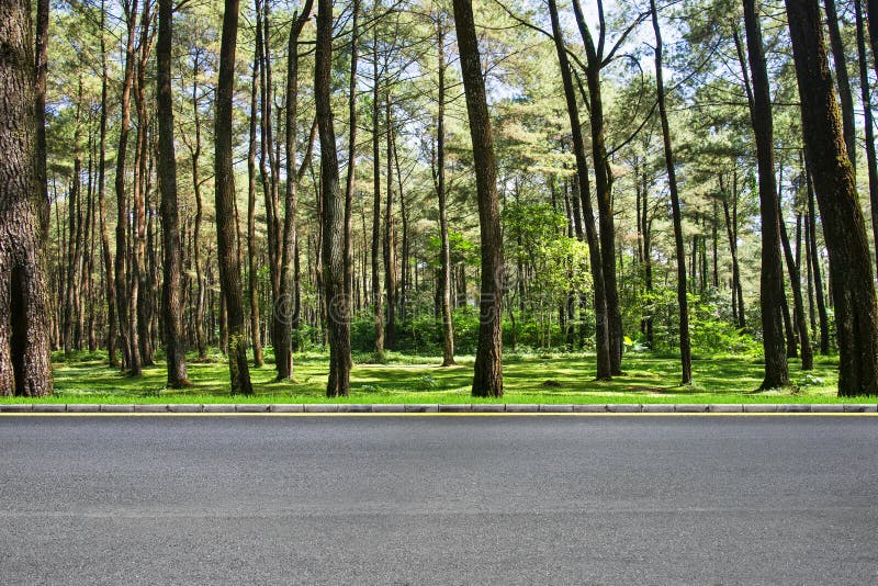 Roadside and forest stock photo. Image of view, traveling - 65309976