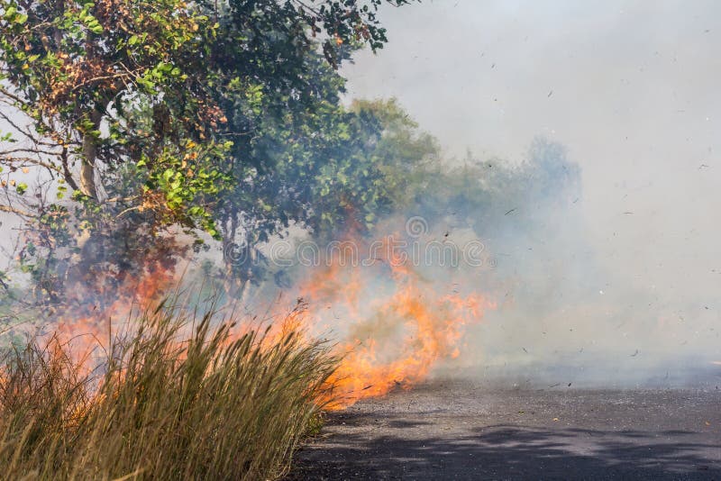 Roadside grass fires. stock photo. Image of grass, burnt - 65055978