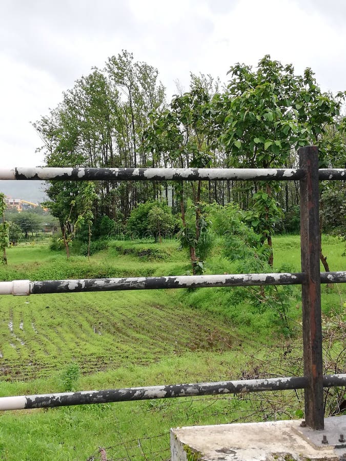 Roadside greenery view stock photo. Image of beautiful - 124104562