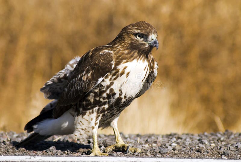 Roadside Hawk stock image. Image of highway, birds, strong - 7686217