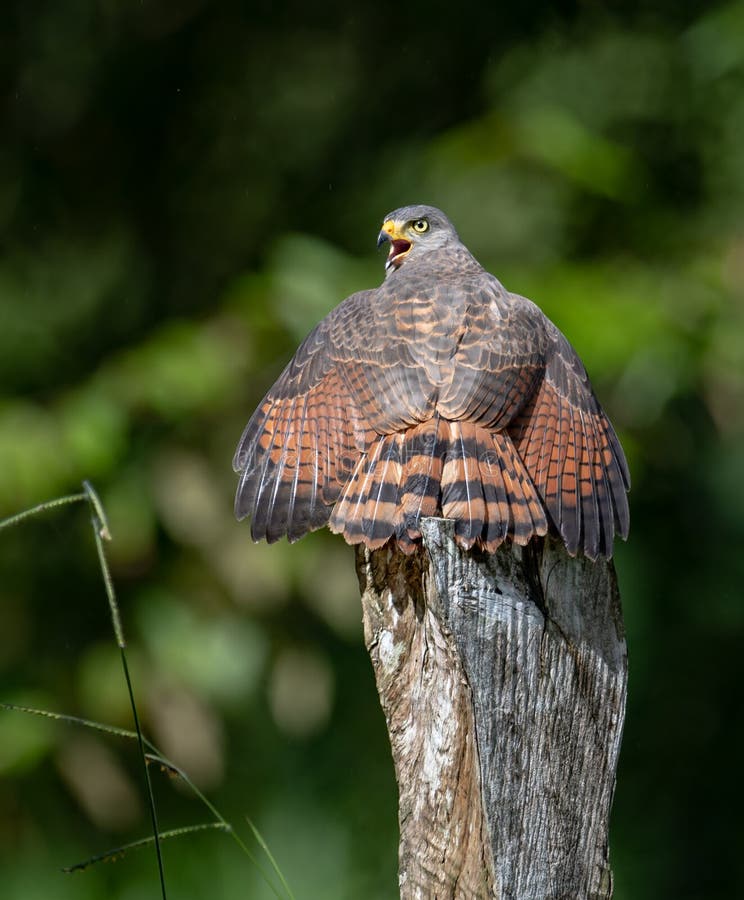 Roadside Hawk in Costa Rica Stock Photo - Image of large, eating: 133173624