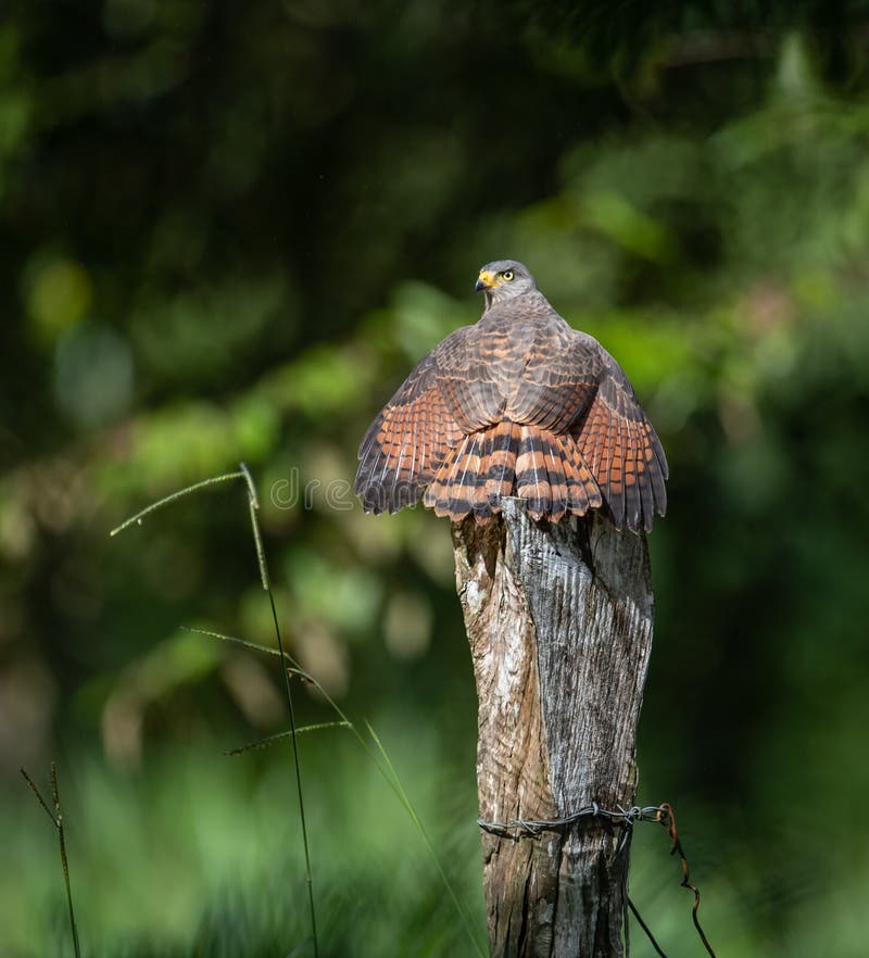 Roadside Hawk in Costa Rica Stock Image - Image of bill, closeup: 156247925