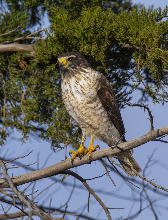 Roadside Hawk Perched, Calden Forest, Stock Image - Image of park ...
