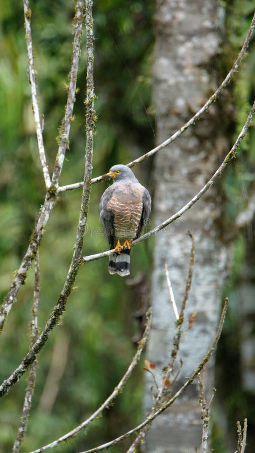 Roadside Hawk Perched in a Tree Stock Photo - Image of jungle, rupornis ...