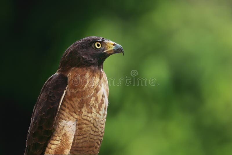 Roadside Hawk - Bird of Prey Stock Photo - Image of ecological ...