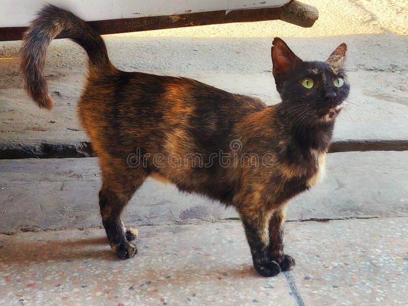 A Cute Wandering Cat stock photo. Image of whiskers - 215441328