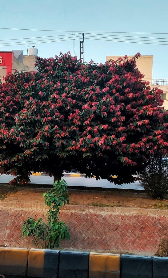 RoadSide Natural Tree stock photo. Image of environment - 215441308