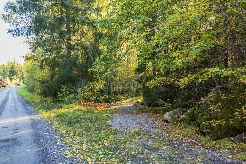 Roadside Path Covered with Fallen Autumn Leaves, Leading into Dense ...