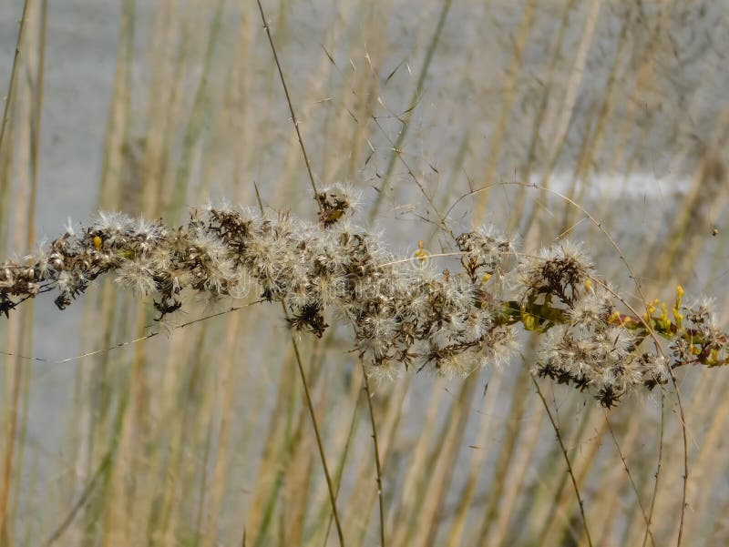Roadside Planting during the Winter Stock Photo - Image of landscaping ...